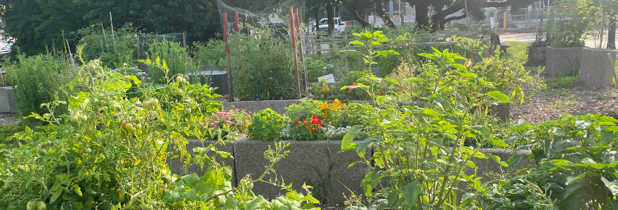 Western Community Garden - Sustainability - Western University